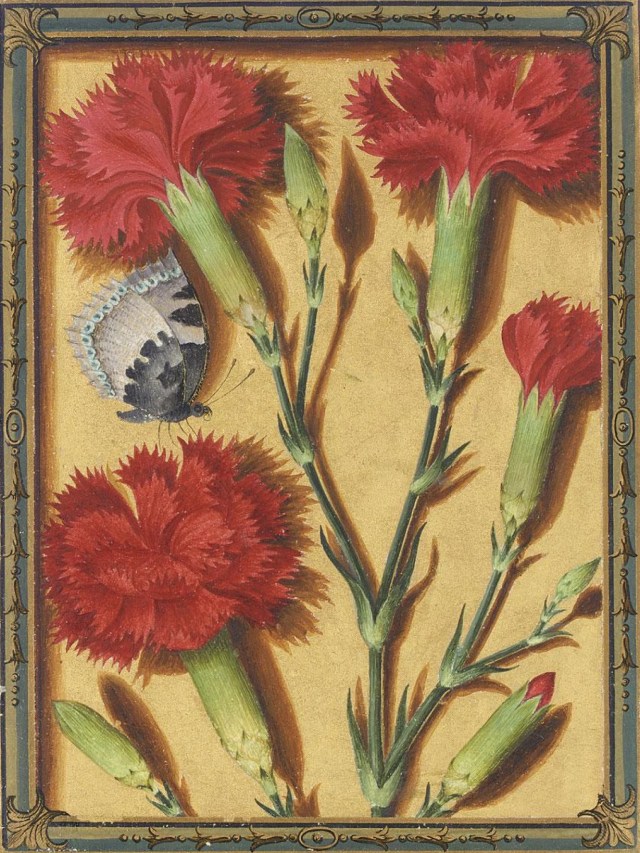 The elusive Jacques Le Moyne | The Garden History Blog