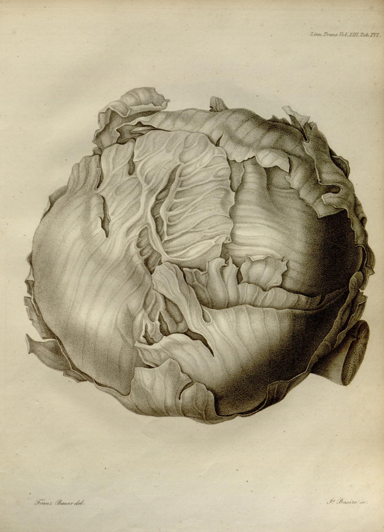 Rafflesia | The Garden History Blog