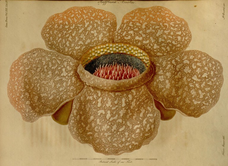 Rafflesia | The Garden History Blog