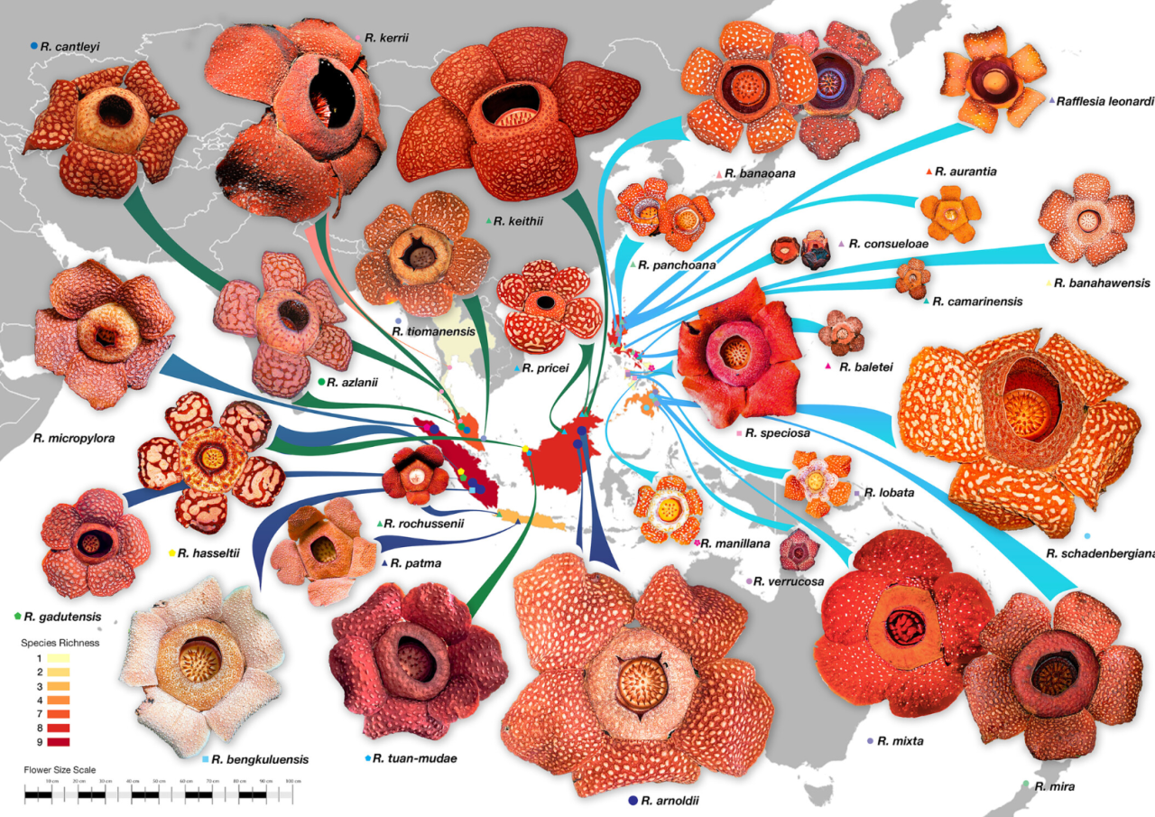 Rafflesia | The Garden History Blog