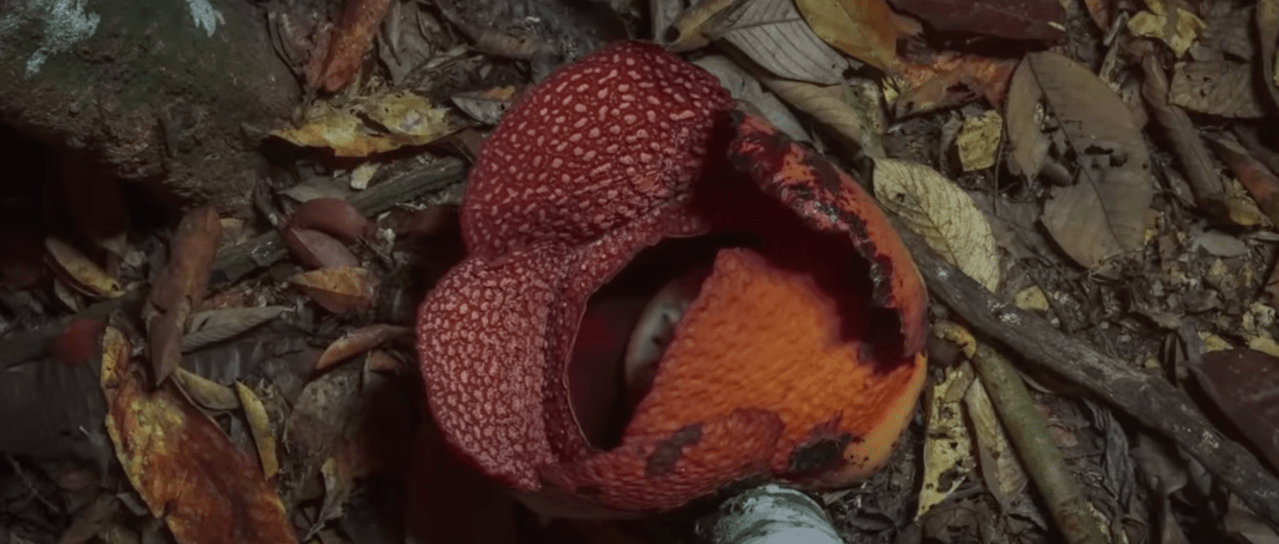 Rafflesia | The Garden History Blog