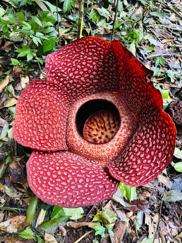 Rafflesia | The Garden History Blog
