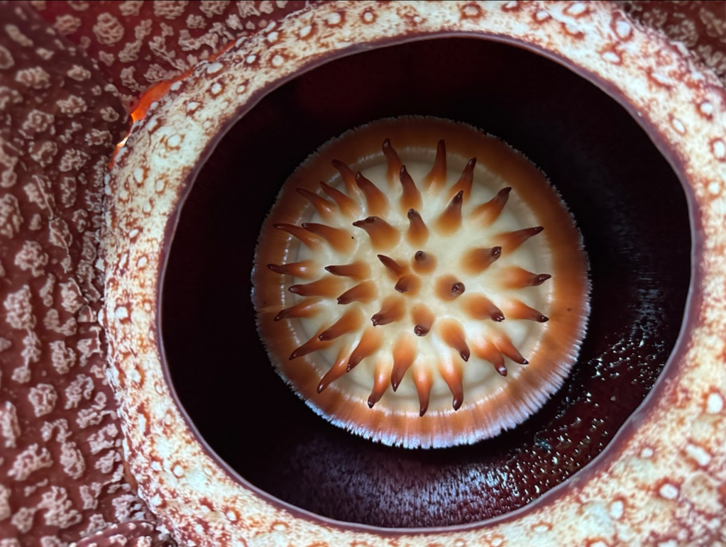 Rafflesia | The Garden History Blog