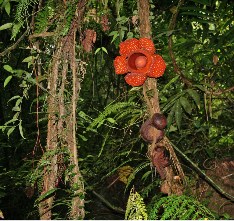 Rafflesia | The Garden History Blog