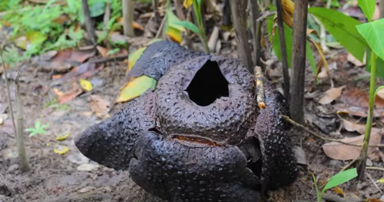 Rafflesia | The Garden History Blog