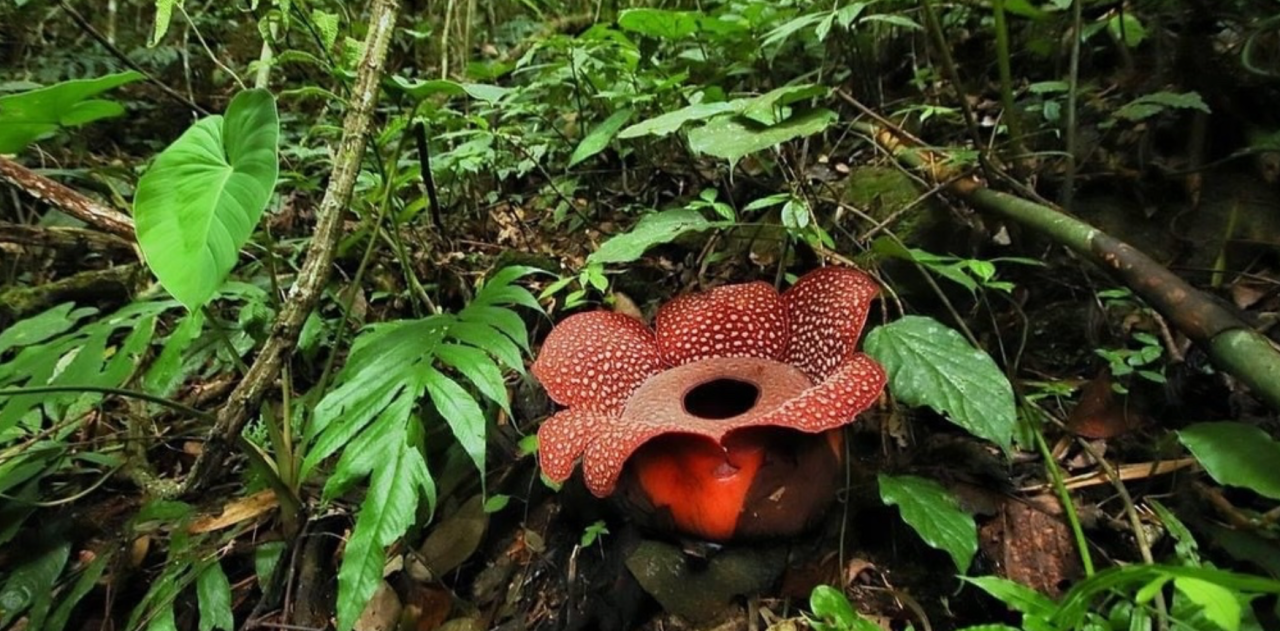 Rafflesia | The Garden History Blog