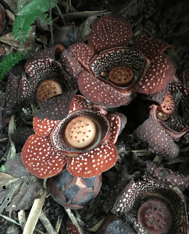 Rafflesia | The Garden History Blog