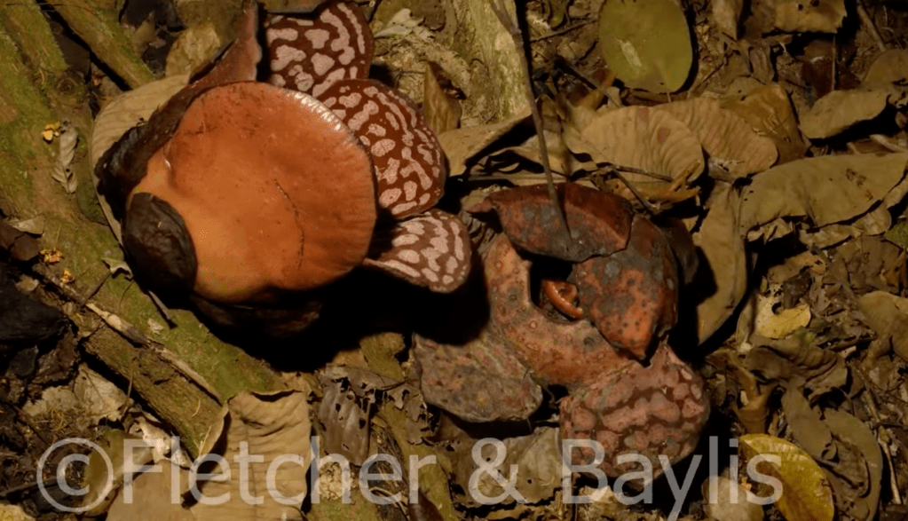 Rafflesia | The Garden History Blog