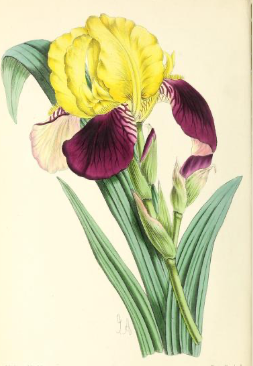 Iris: “the Greatest Show in the Floral Kingdom”. | The Garden History Blog