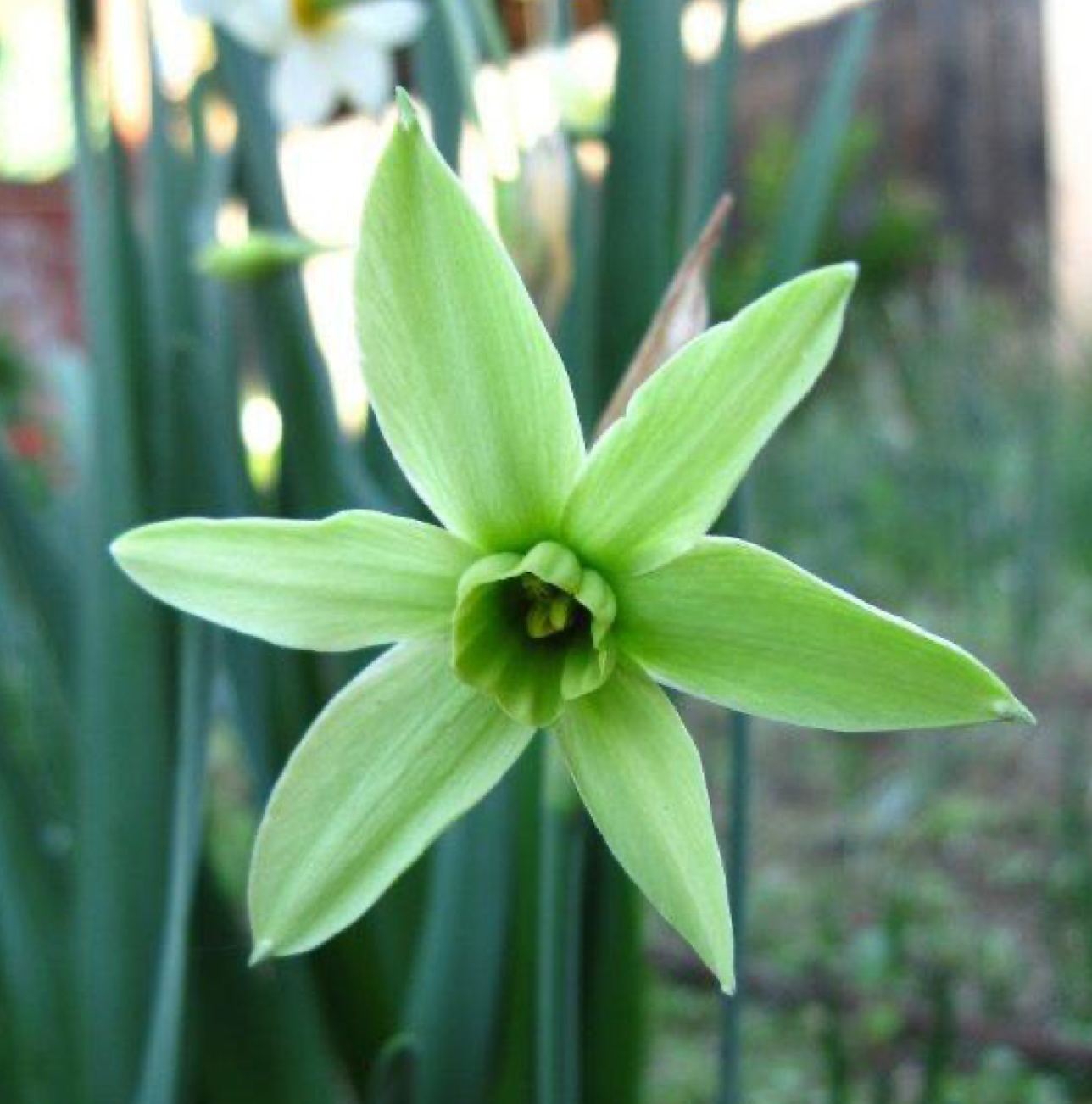 Daffodil Day | The Garden History Blog