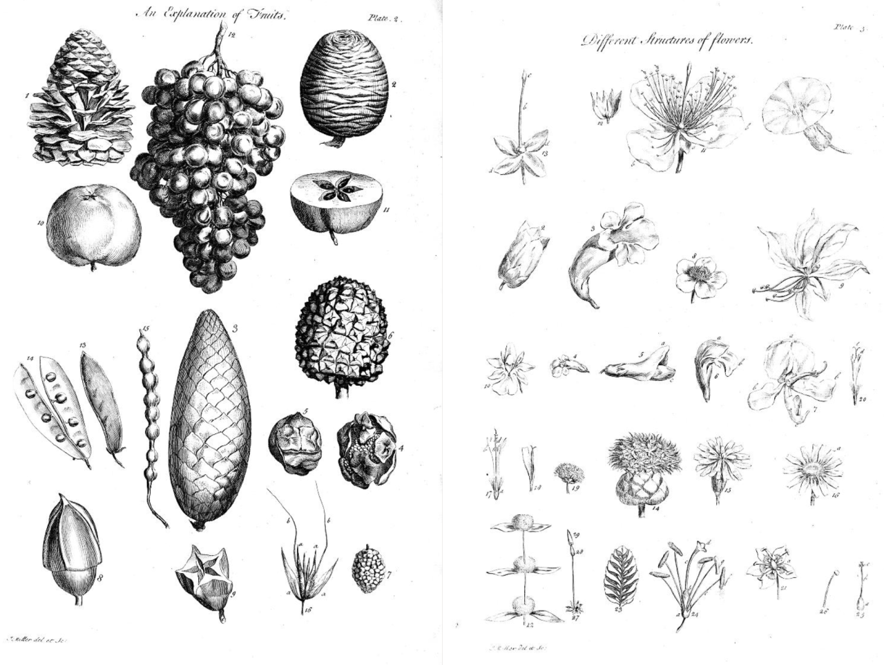 Philip Miller and his Gardener’s Dictionary | The Garden History Blog