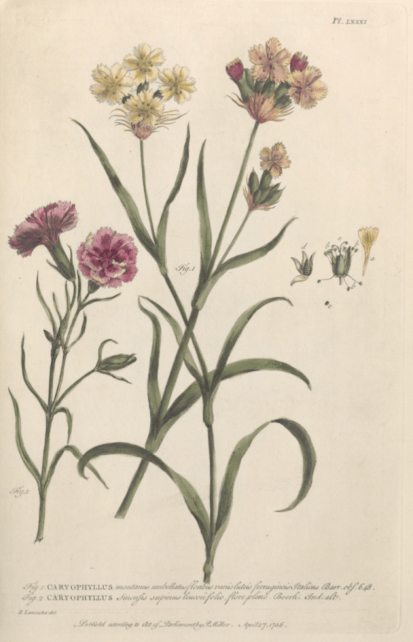 Philip Miller and his Gardener’s Dictionary | The Garden History Blog