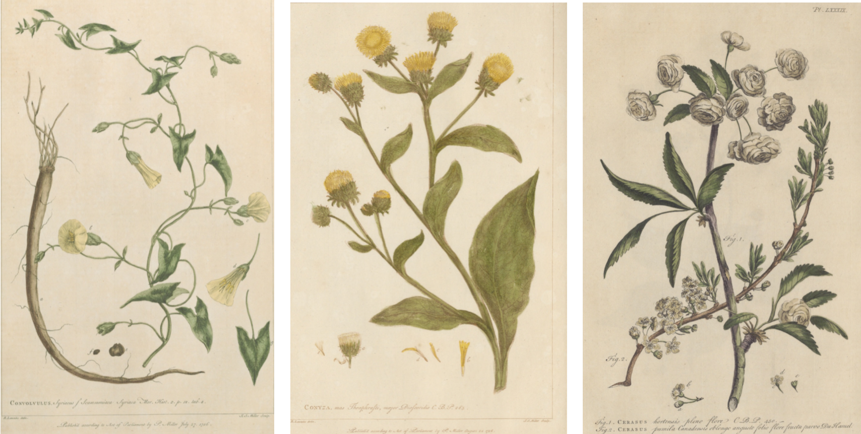 Philip Miller and his Gardener’s Dictionary | The Garden History Blog