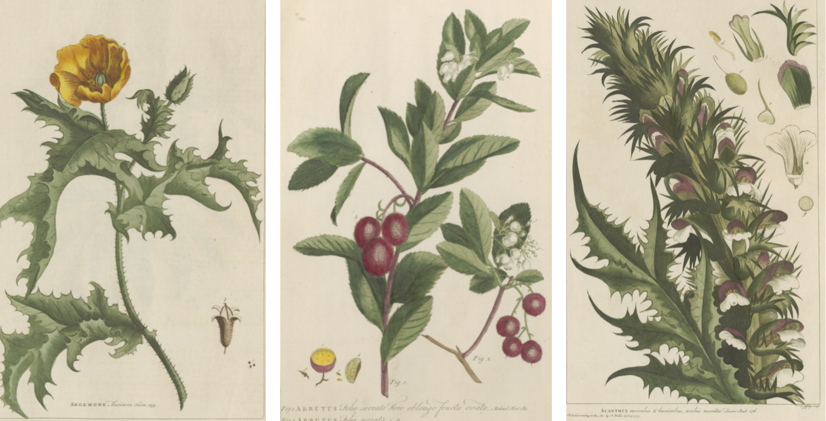 Philip Miller and his Gardener’s Dictionary | The Garden History Blog