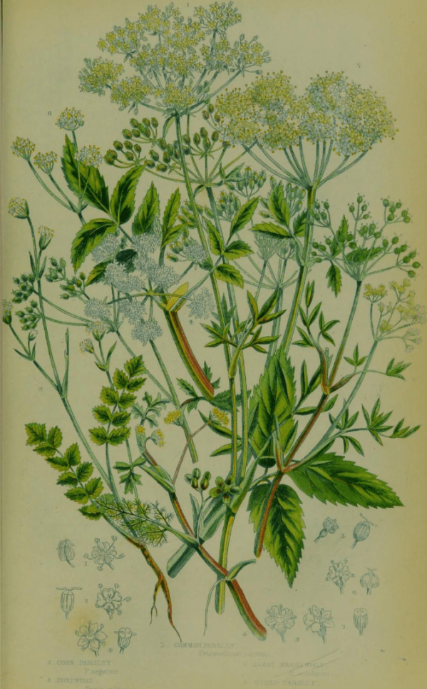 Anne Pratt : “the popular writer on botany” | The Garden History Blog