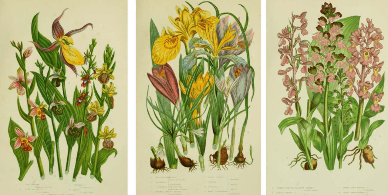 Anne Pratt : “the popular writer on botany” | The Garden History Blog