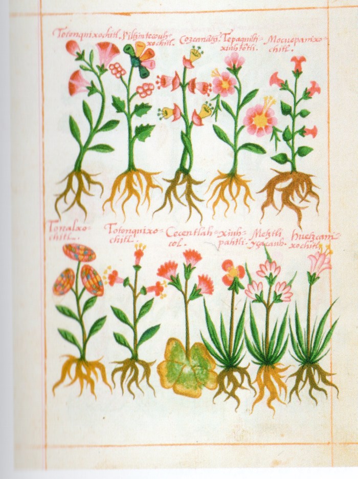 An Aztec Herbal | The Garden History Blog