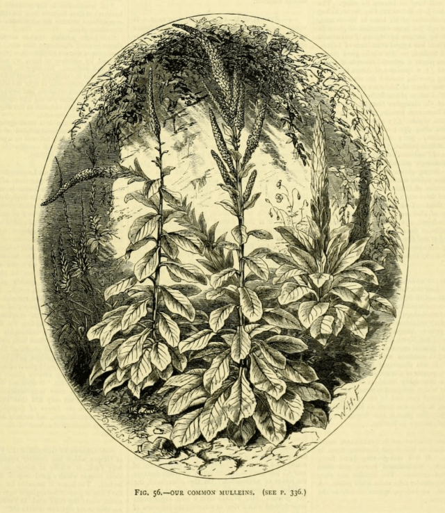 The Forgotten Vicar and his Rose …and Japanese Knotweed | The Garden History Blog